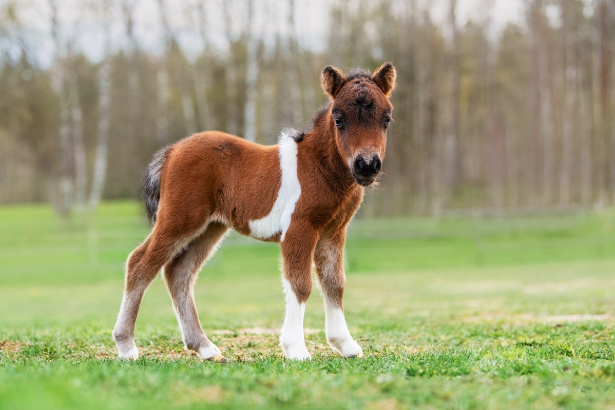 Delightful mini pony is so charming playing around his farm