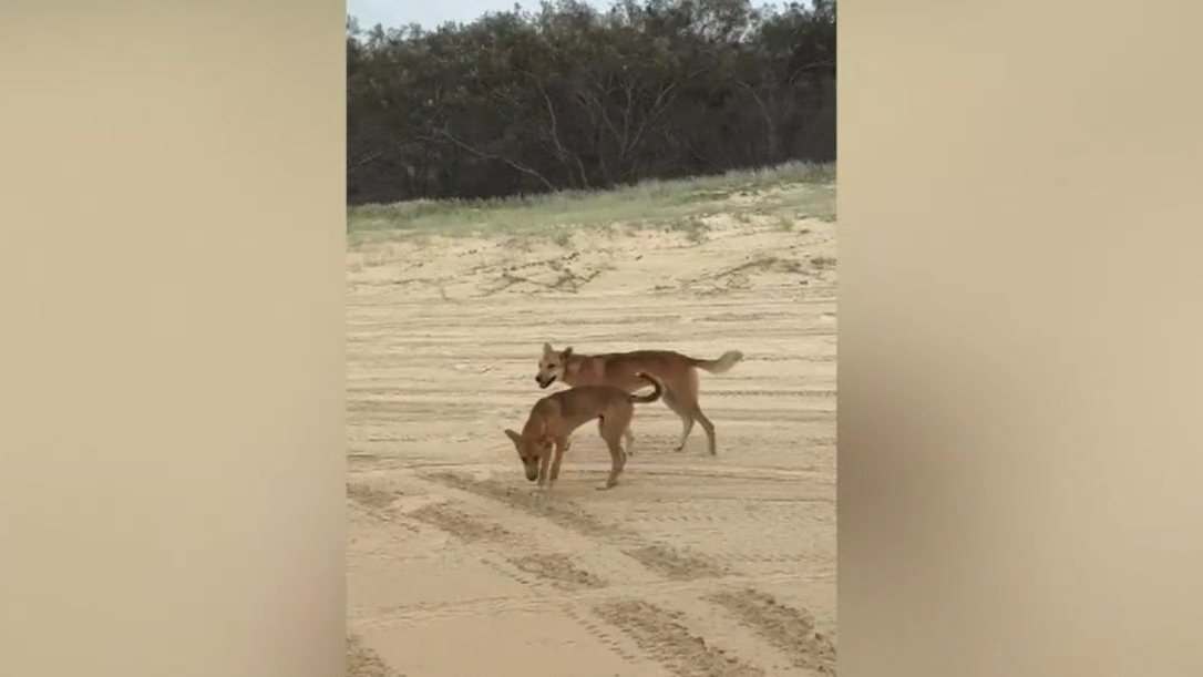 Mayor describes 'escalating dingo aggression' after death on K'gari