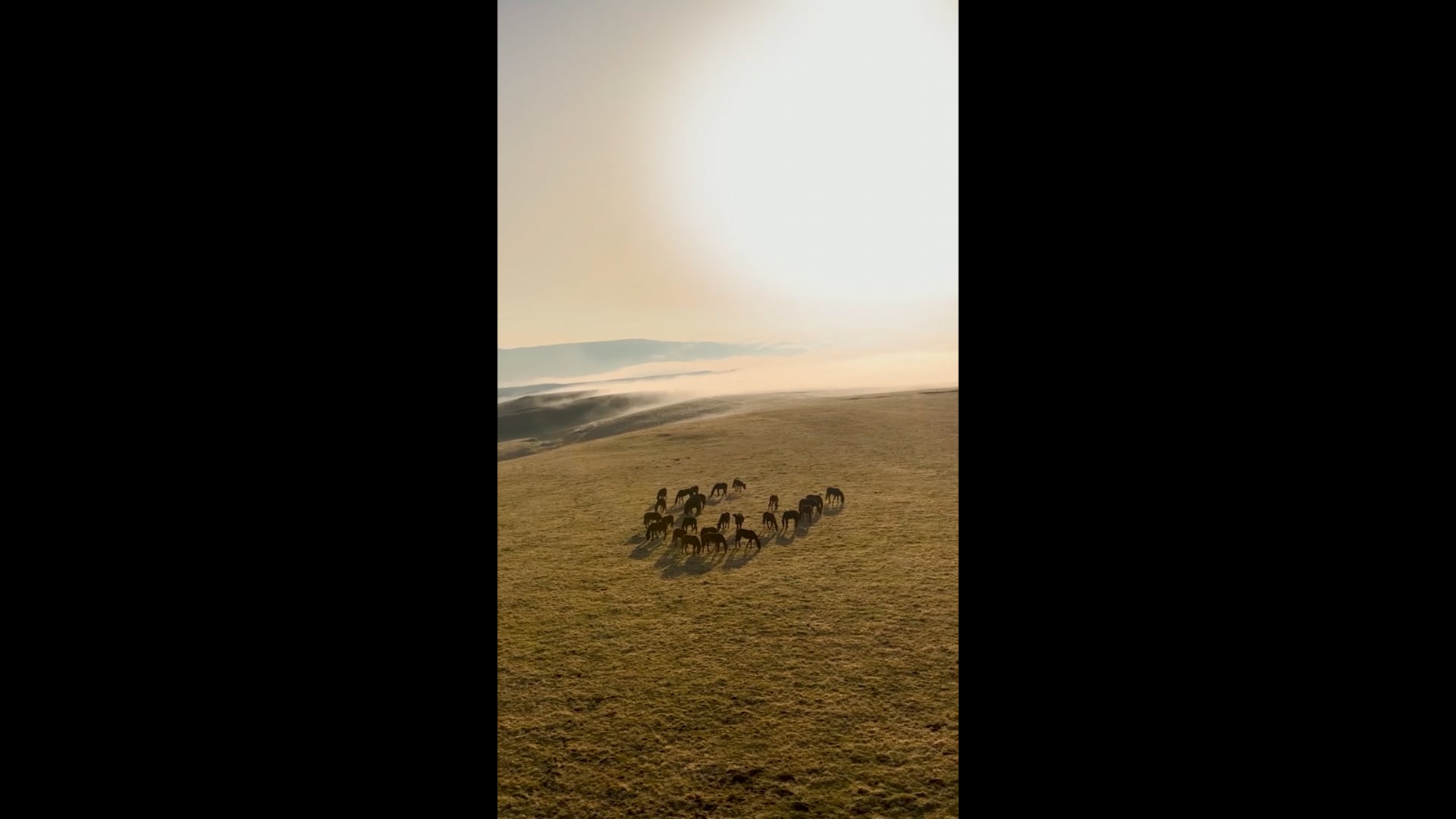 Megszelídítetlen szépség: drónfelvételek barangoló vadlovakról