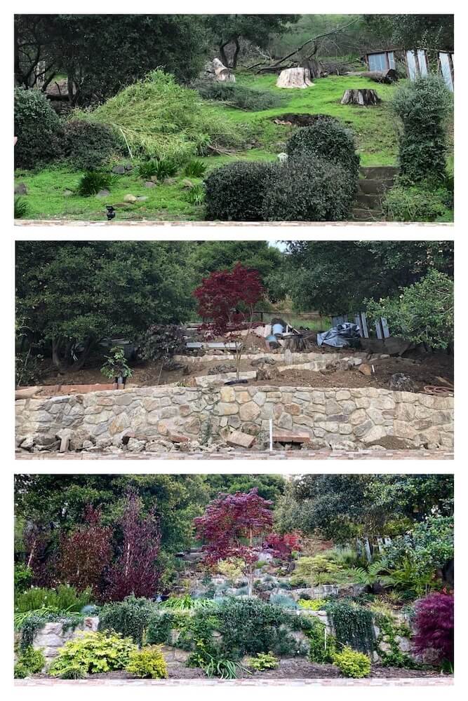 Homeowner's before-and-after photos reveal drastic changes after lawn ...