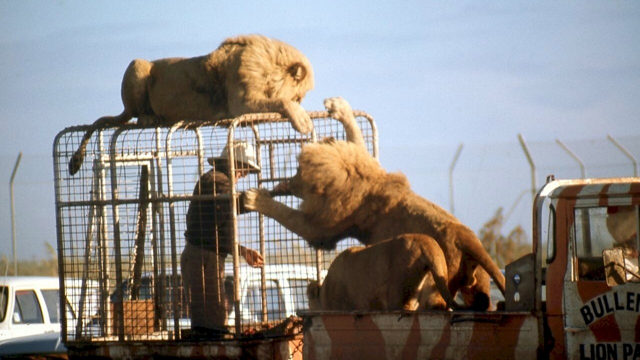 How a lion crushed a Datsun with newlyweds inside in 1970s Adelaide