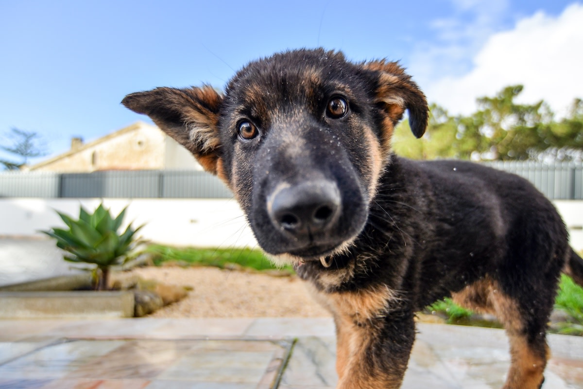 Baby German shepherd gets told 'no' for the first time and turns into a ...