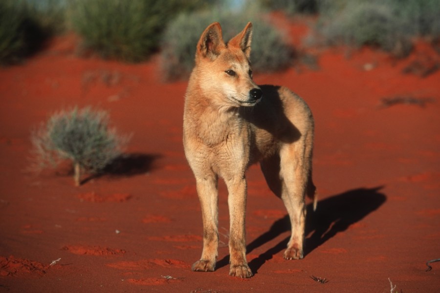 Teen found dead surrounded by pack of dingoes on Australia beach: Report