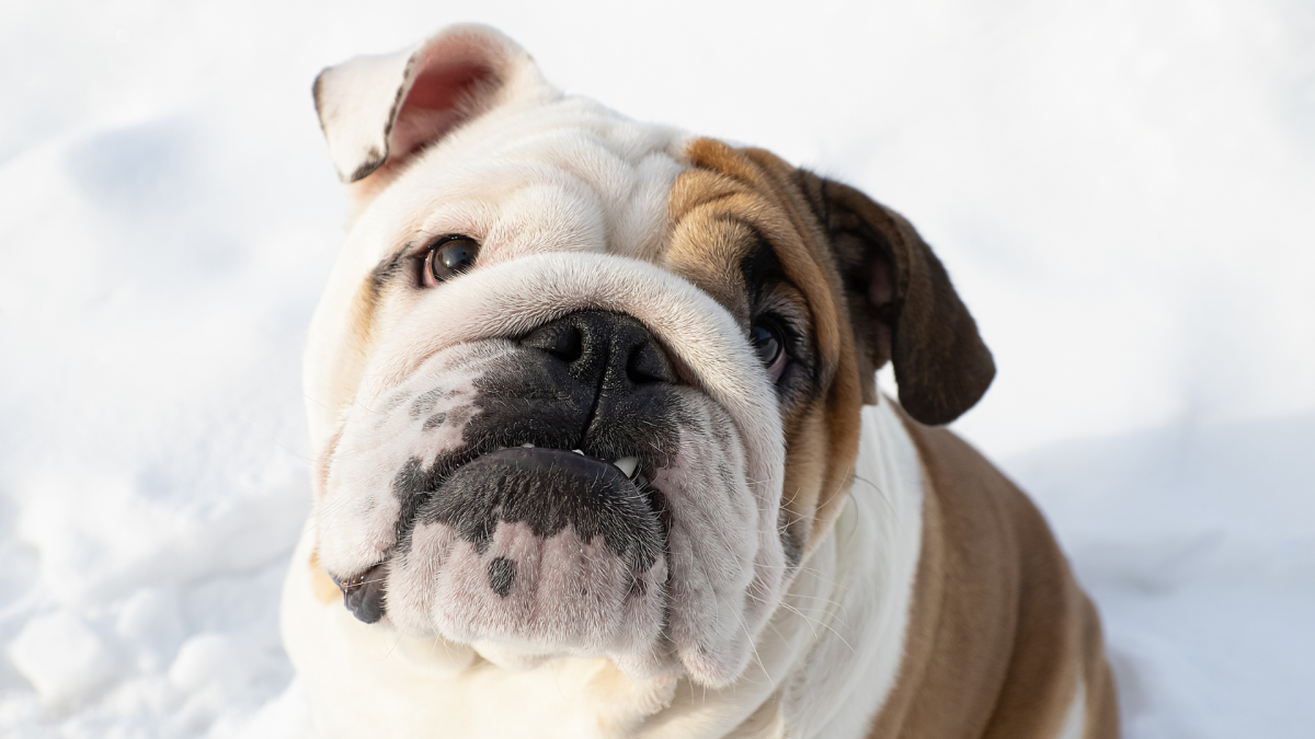 English bulldog chomping down snow while wearing freaky 'Hannibal ...