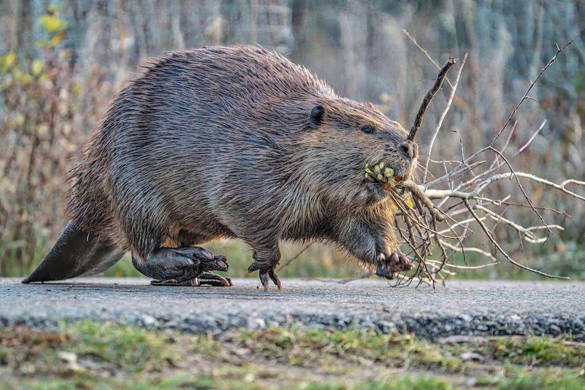 Hard-working beaver seen using a crosswalk in New Jersey delights viewers
