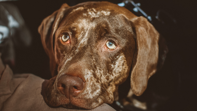 Catahoula leopard dog lording over her giant pile of stuffed animals is ...