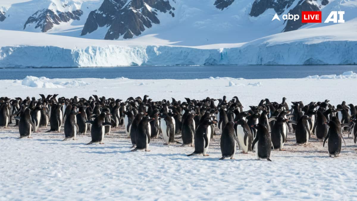 Penguin Awareness Day 2026: History, significance, and all you need to ...