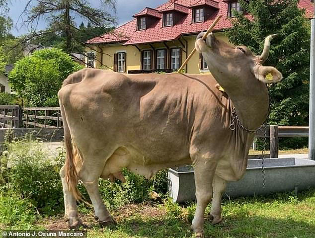 Meet the world's smartest COW! Brown Swiss named Veronika has ...