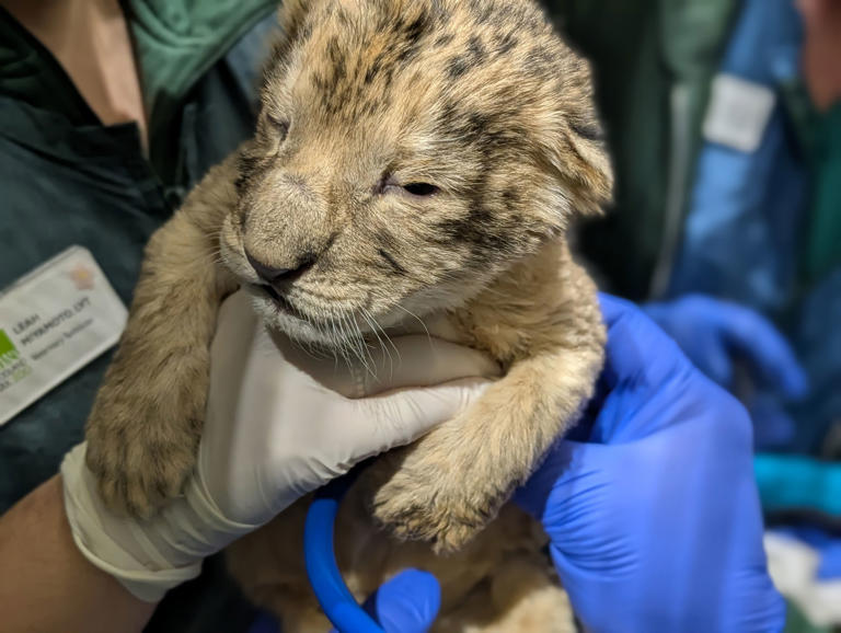 2 lion cubs born at Woodland Park Zoo