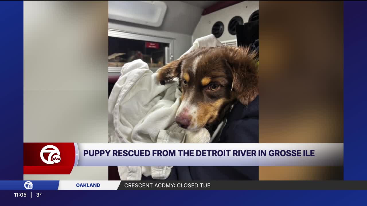 Dog rescued from Detroit River ice after 4-hour operation near Grosse Ile
