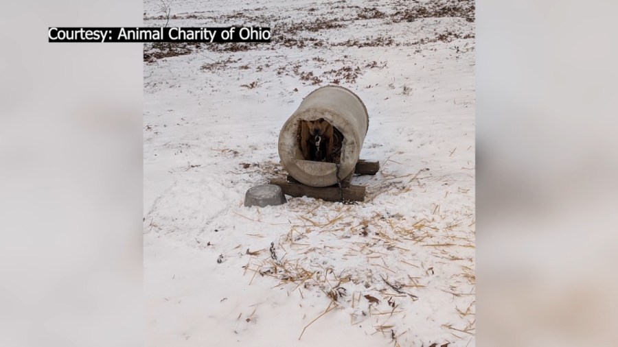 Animal charity rescues 6 dogs in freezing cold