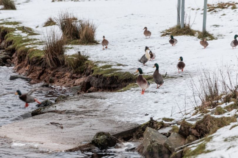 UK at risk of 9 days of snow as Met Office and BBC Weather speak out