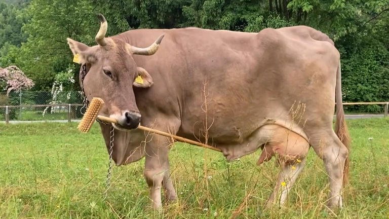 Cow with a broom upends what scientists thought about the animal kingdom