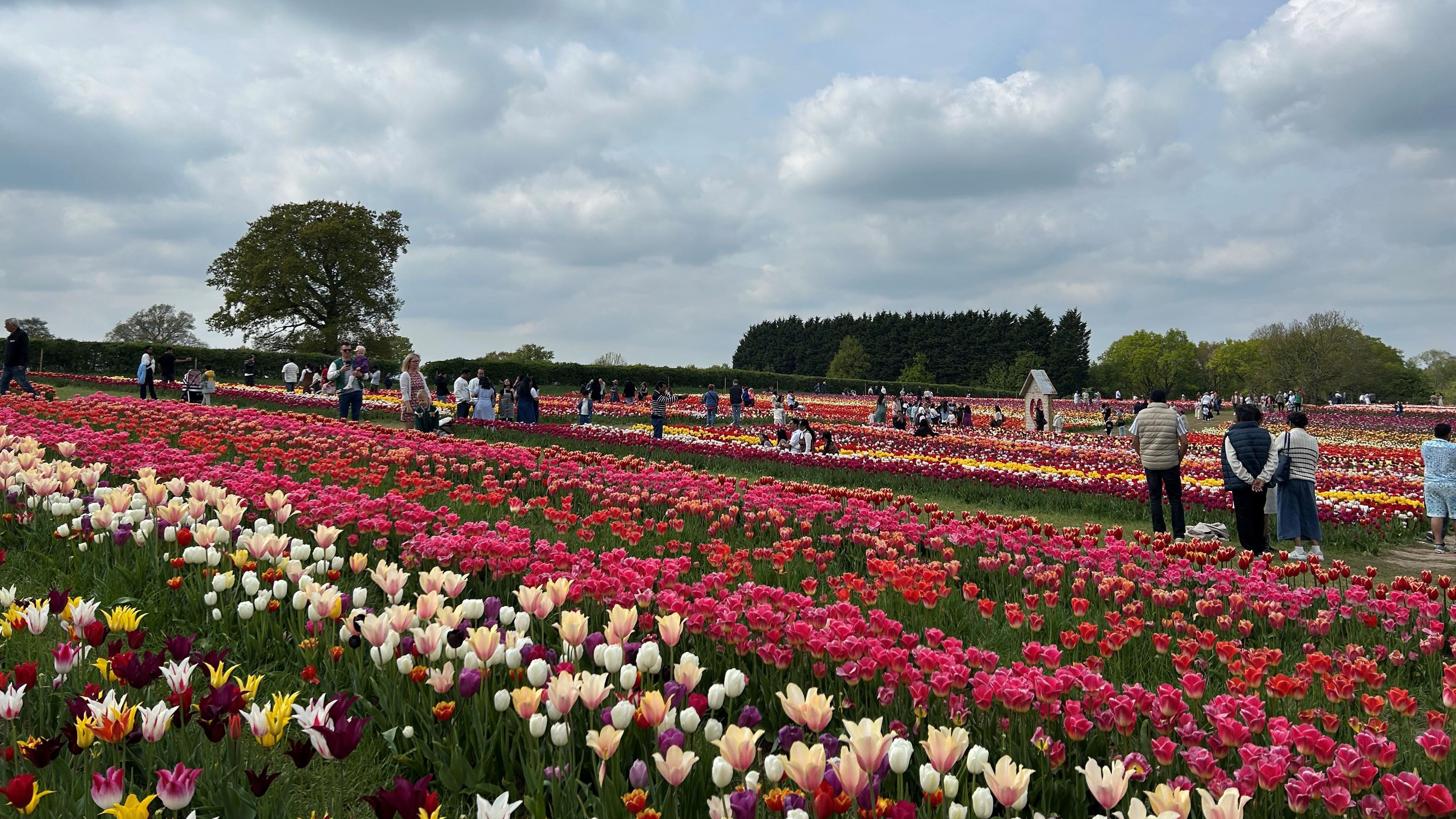 Tulip garden set to dazzle on spring return