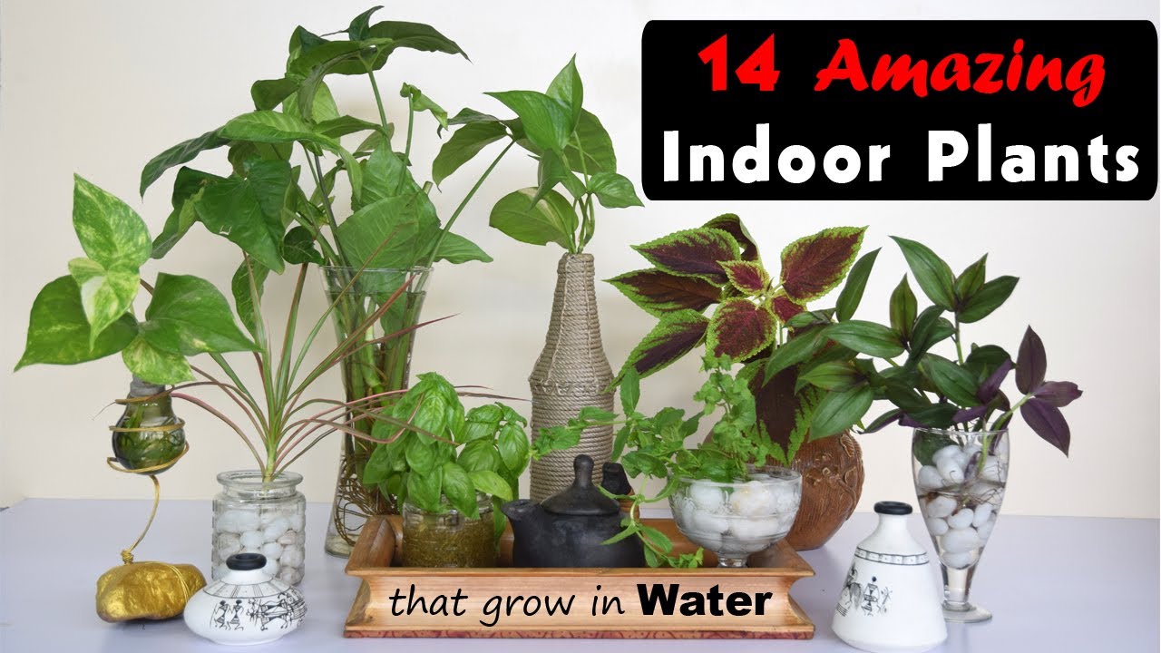 Amazing indoor plants that flourish in water only
