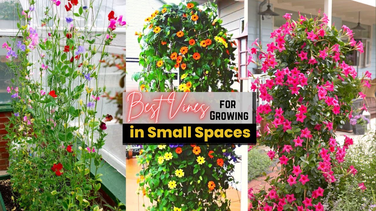 Top climbing plants that need little care but look amazing