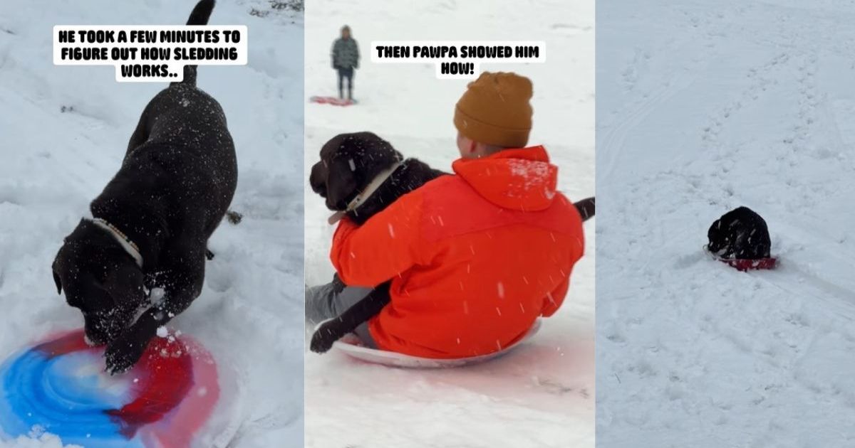Video shows labrador getting better at sledding