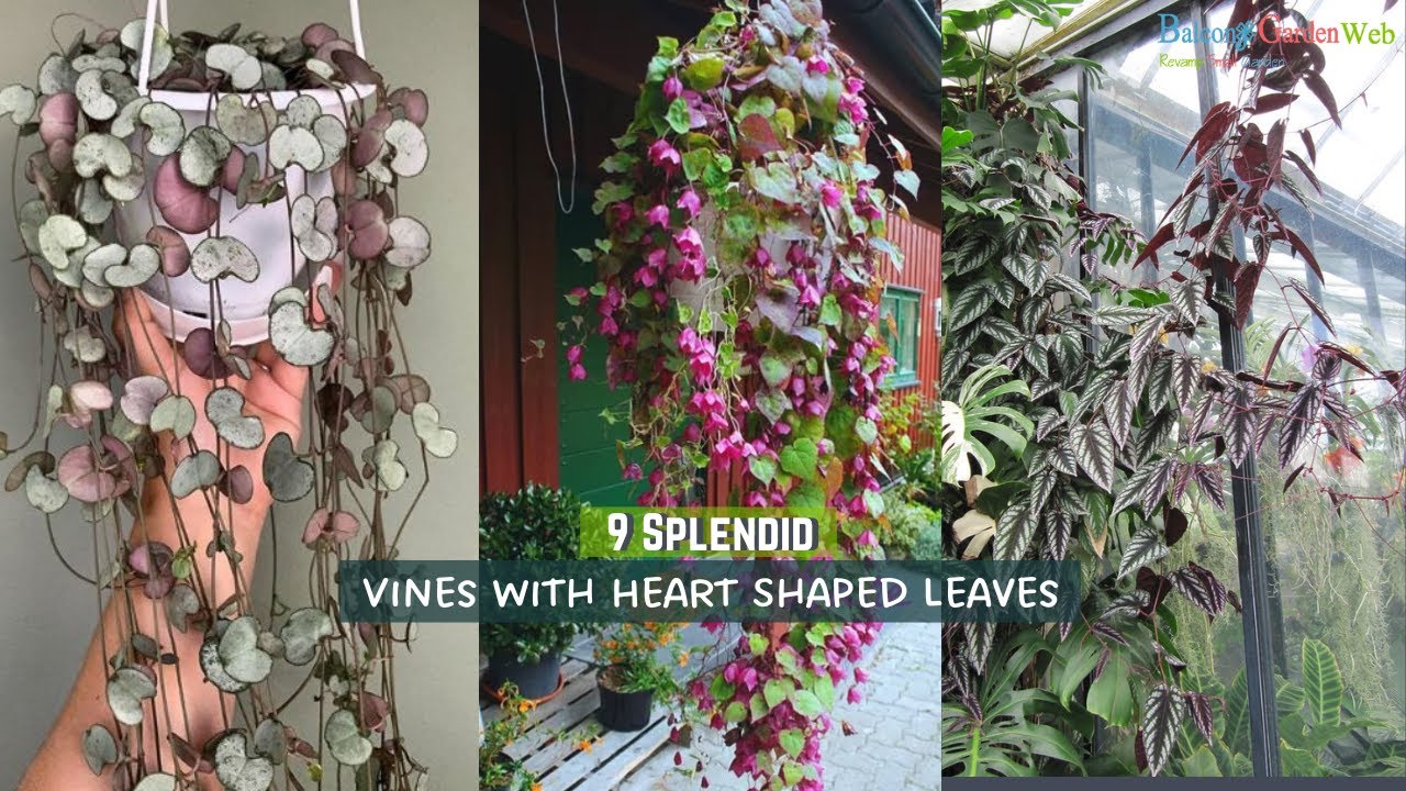 Heart shaped leaf vines that are perfect for decor