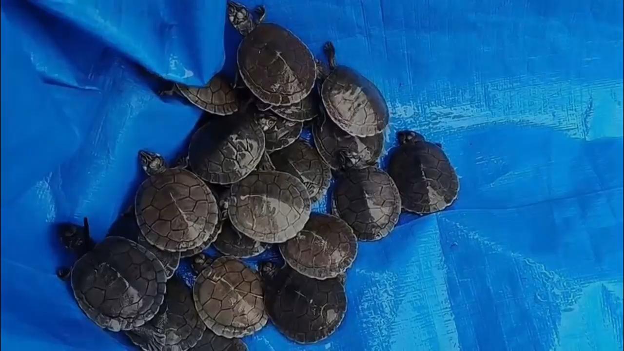 Tens of thousands of baby turtles make a splash upon release into ...