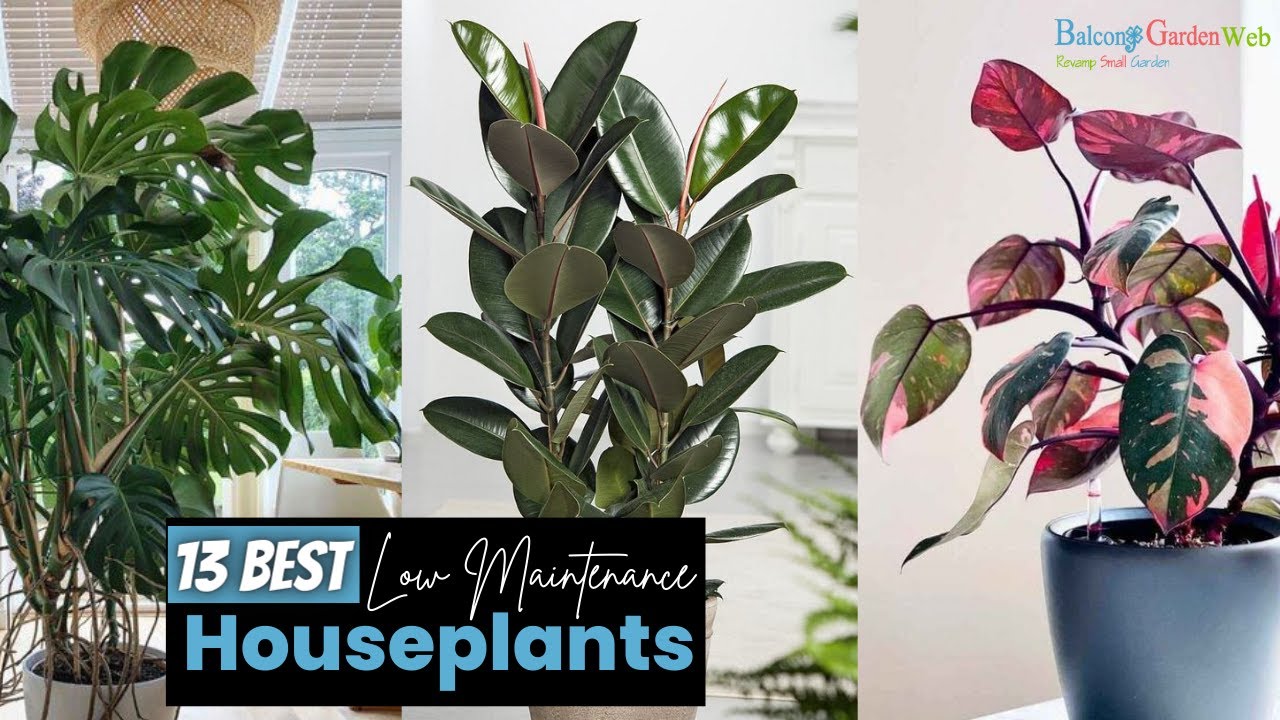 13 beautiful houseplants that almost take care of themselves