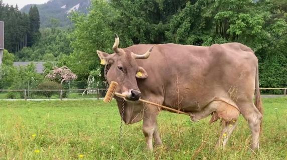 La mucca che sorprende la scienza: Veronika e l’inaspettata ...