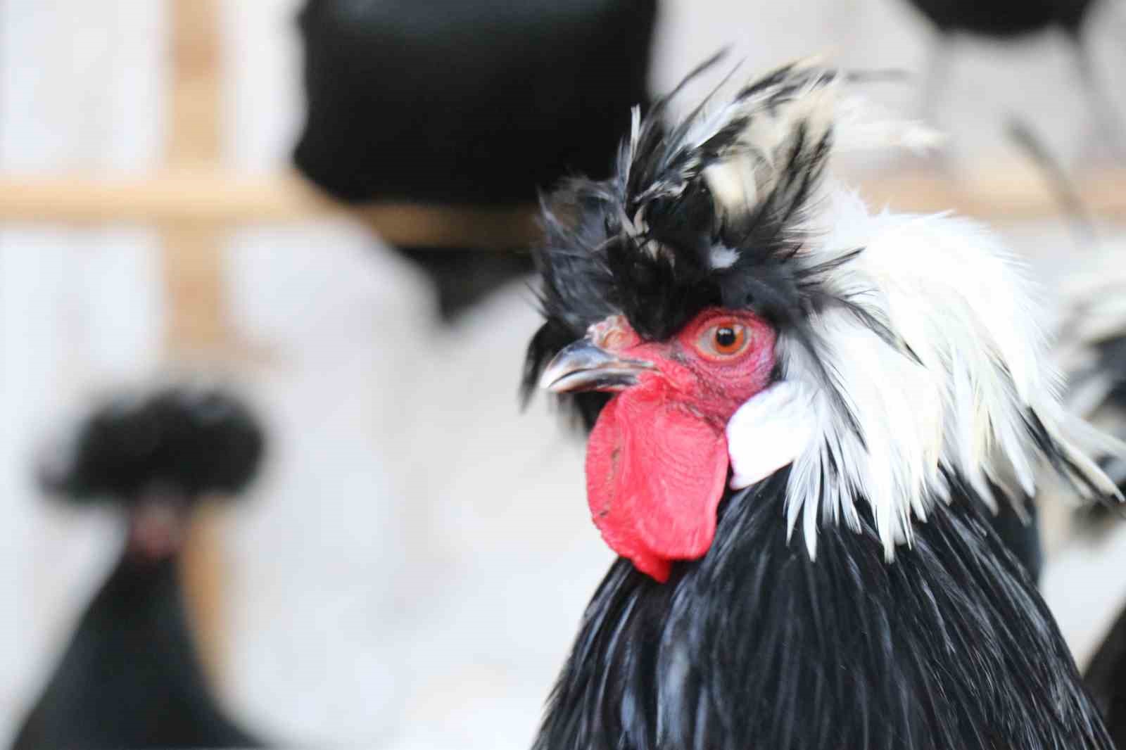 Mermer fabrikasında egzotik mesai: Farklı ırklardaki tavuklar burada ...