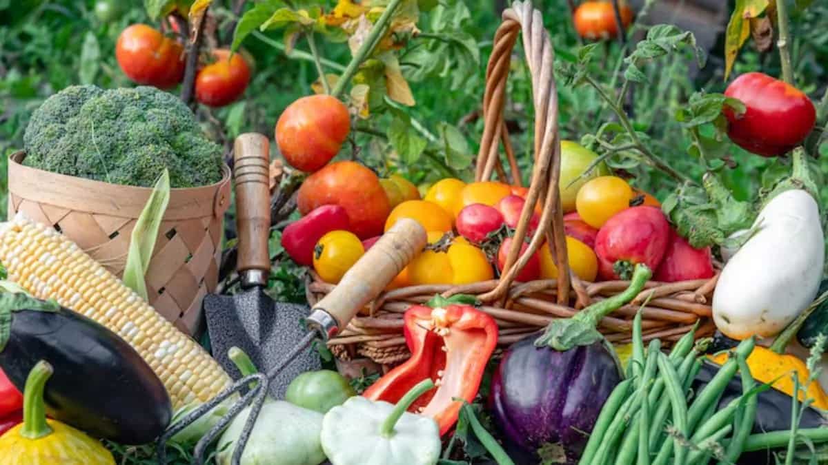 How to start a kitchen garden at home: Easy beginner tips