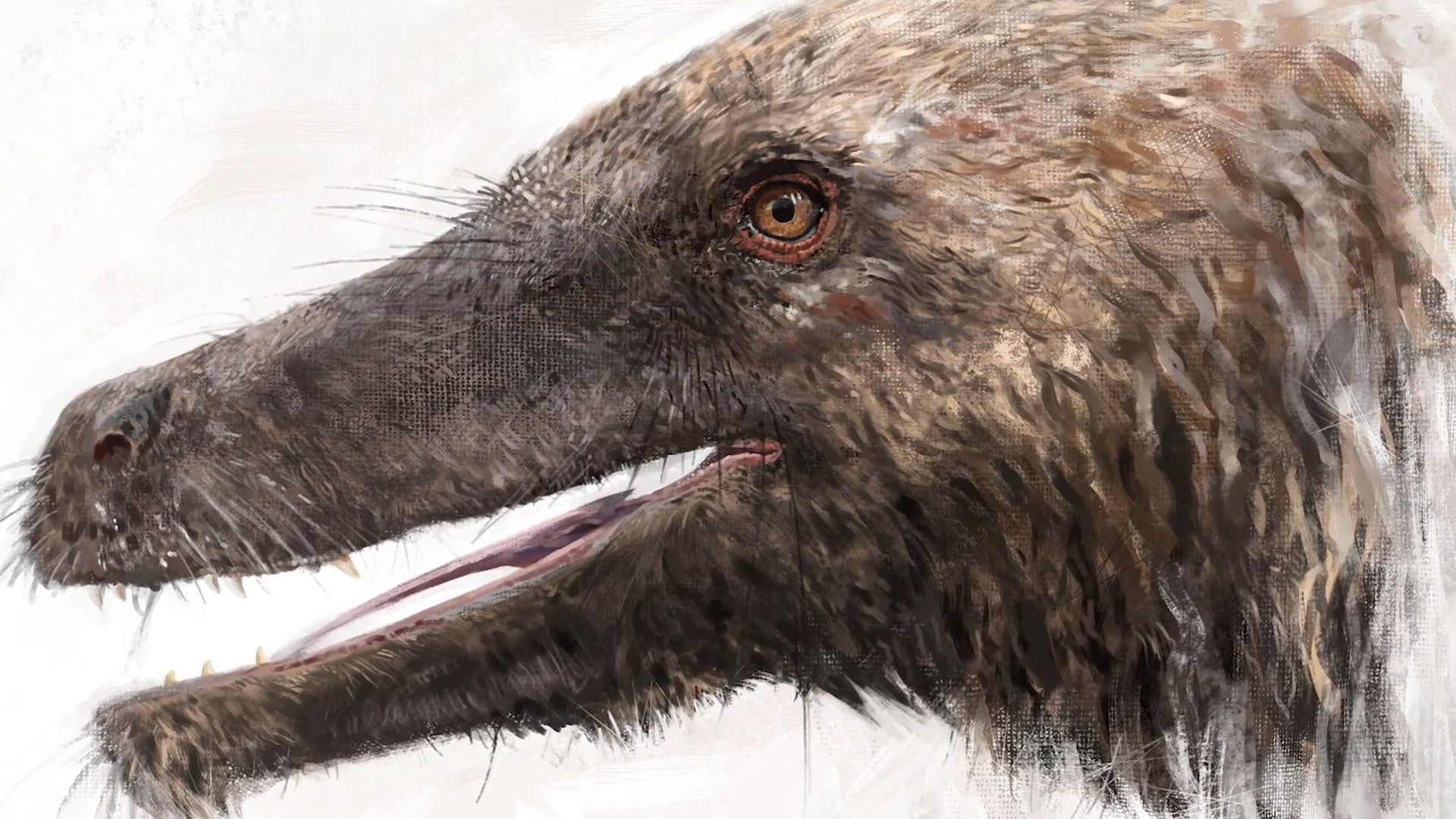 The Djadochta Formation reveals dramatic fossils but incomplete answers