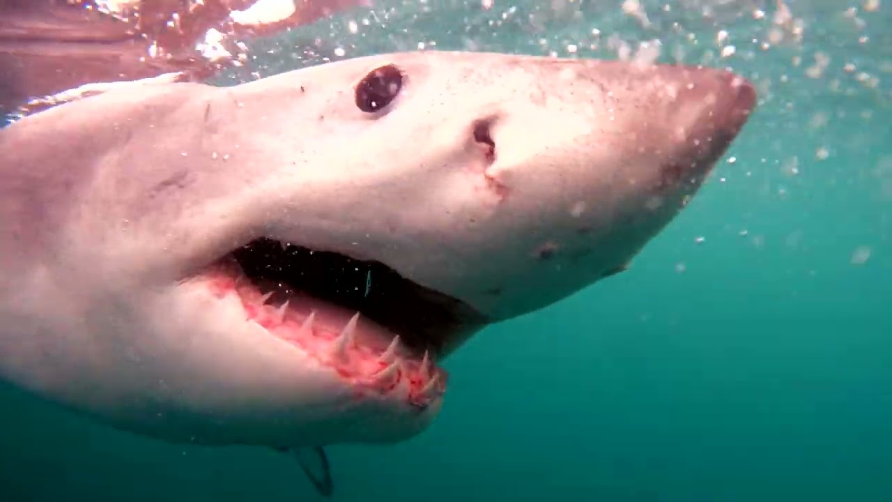 Great white shark days, episode 2