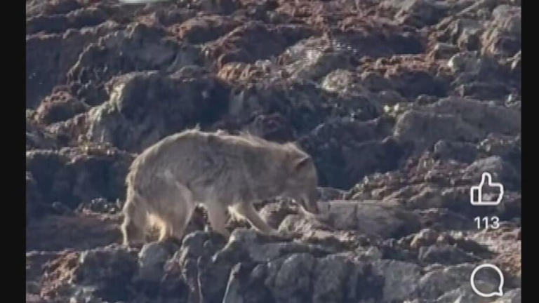 Coyote spotted swimming to Alcatraz Island