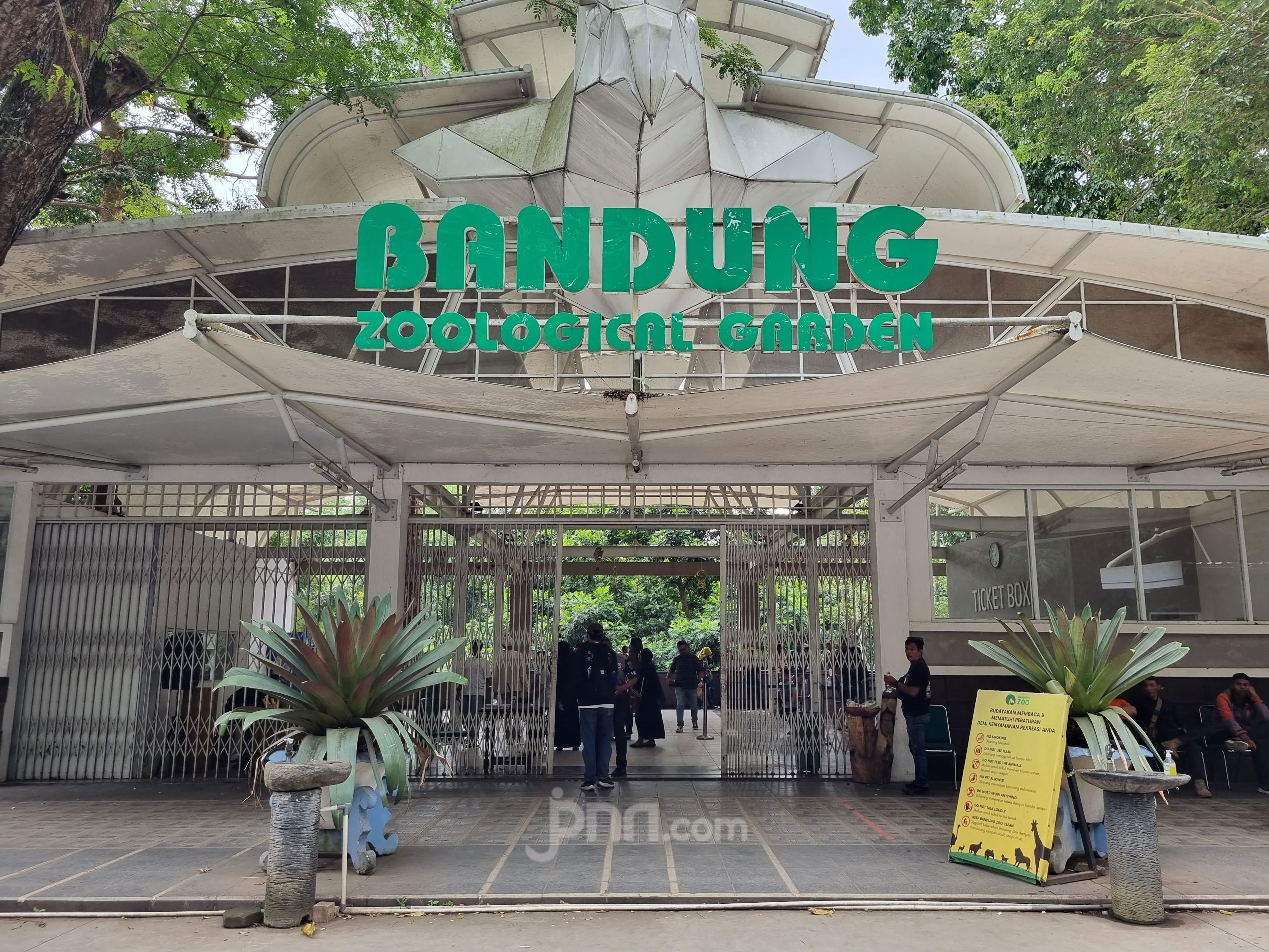 Kondisi satwa di Bandung Zoo memprihatinkan, orangutan hingga gajah ...