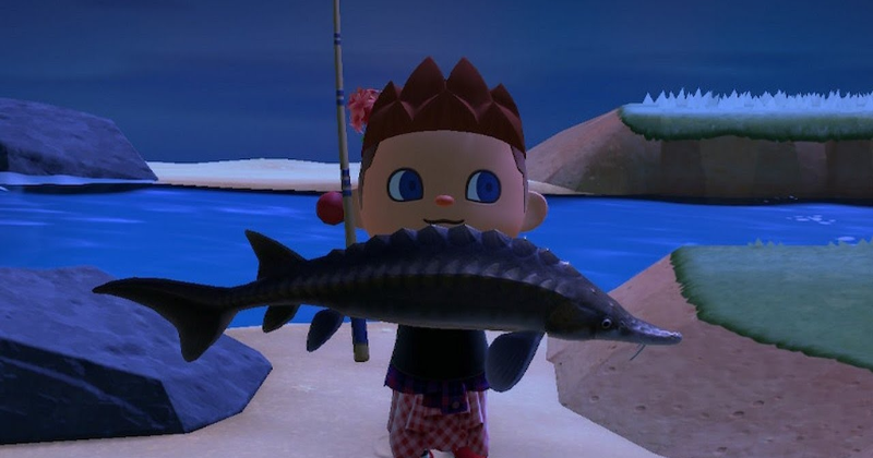 Animal Crossing: New Horizons sturgeon farm tips for Bells