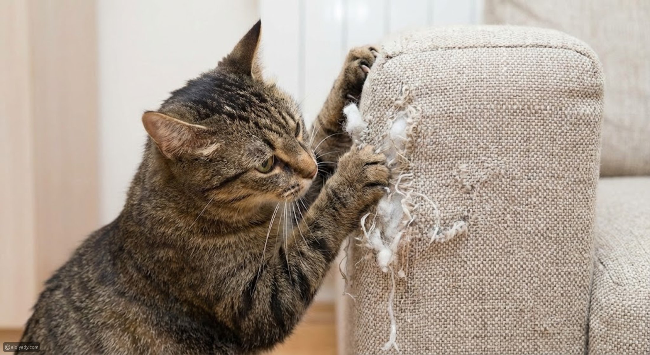 10 signs your cat is miserable living with you