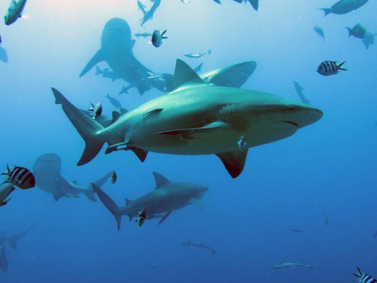 Local musician named as shark attack victim