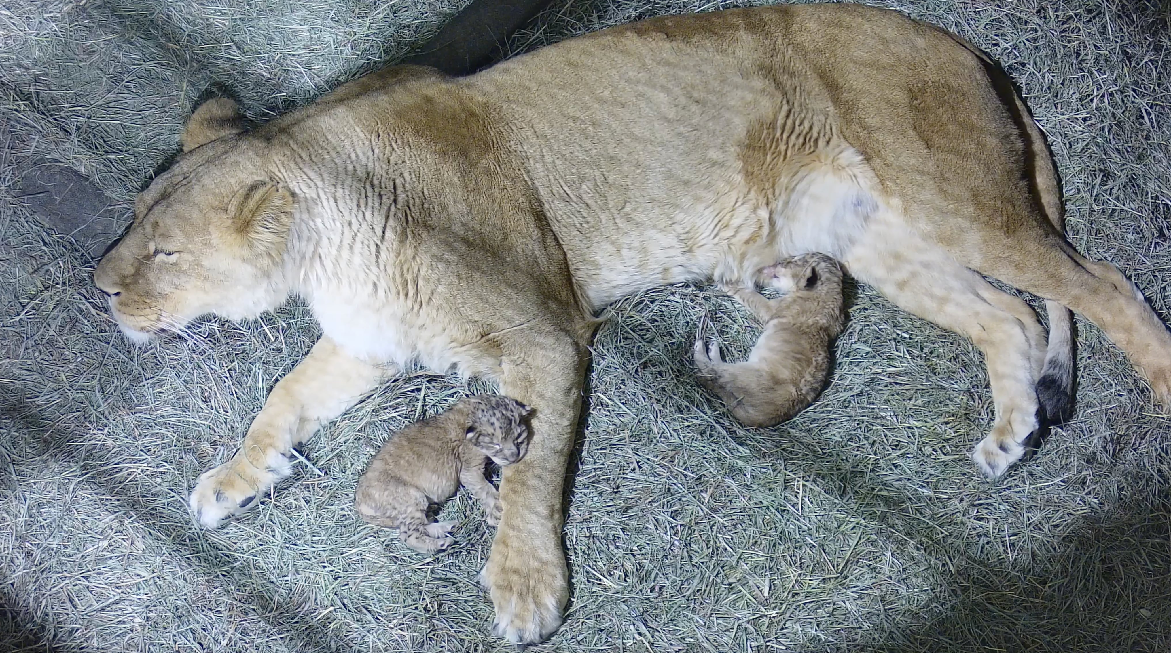 2 lion cubs born at Woodland Park Zoo