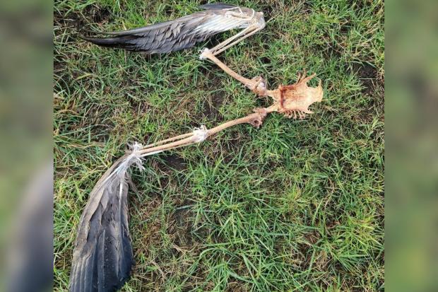The 'massive' mystery wings found near popular fishing spot