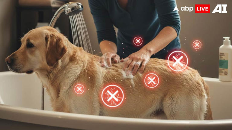 ABP Live Pet First | 7 popular grooming mistakes that can damage your ...
