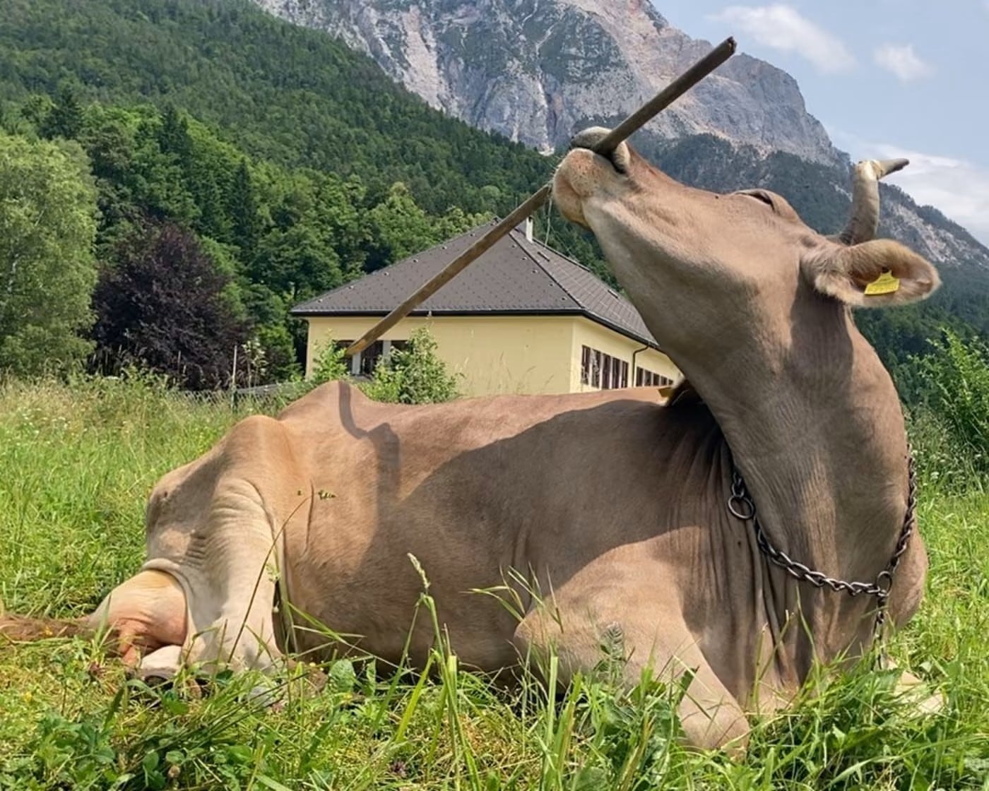 Veronika the cow uses broom as tool in scientific first