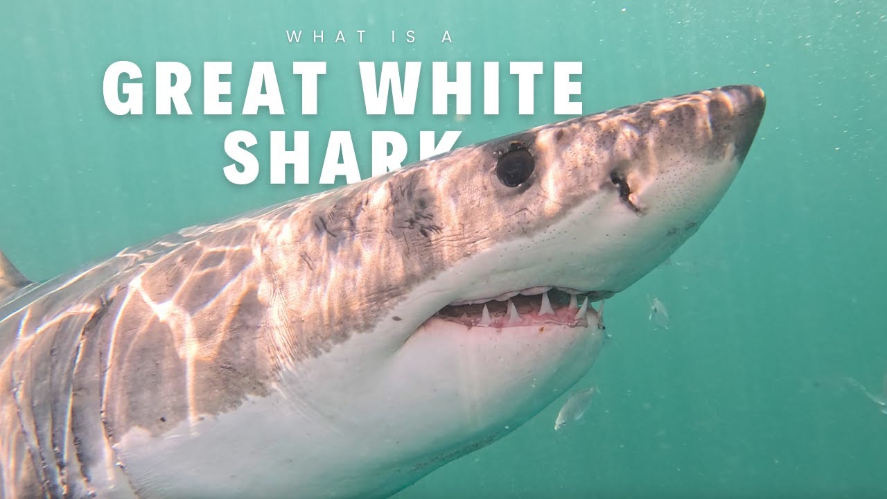 What is a great white shark?