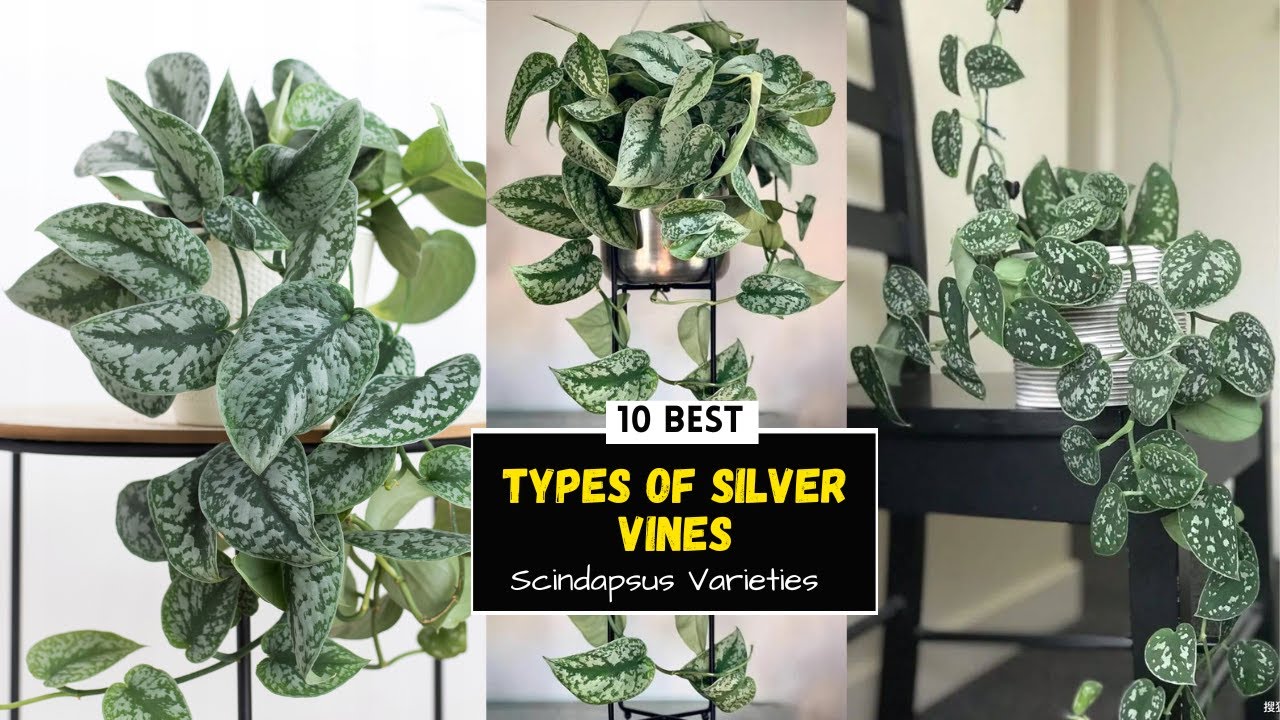 Stunning silver vine plants perfect for home and office decor