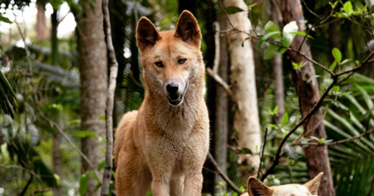 Canadian tourist found dead on Australian beach surrounded by dingoes
