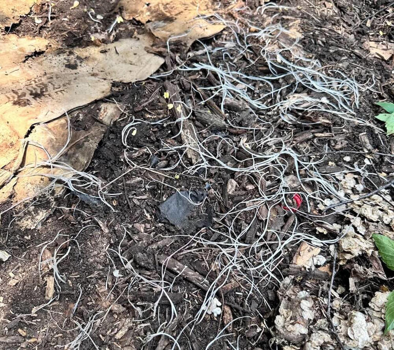 Homeowner issues warning about 'nightmare' taking over yard: 'Planning ...