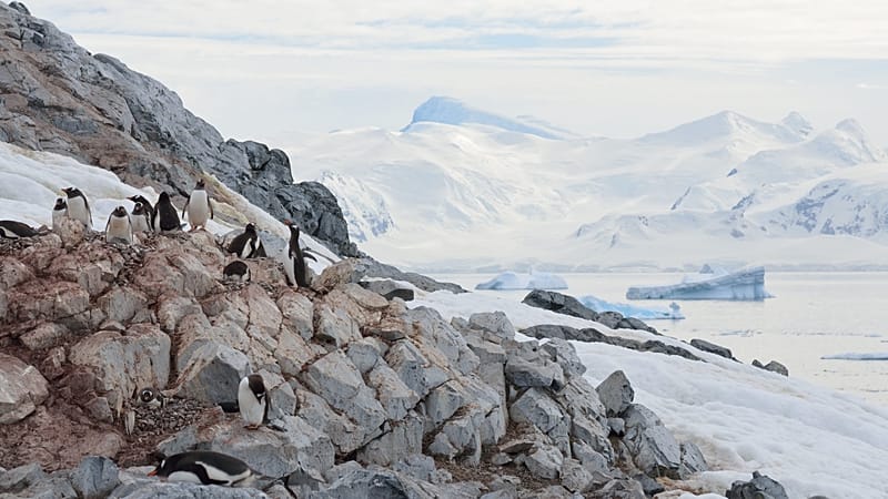 Les manchots avancent leur saison de reproduction : pourquoi les ...
