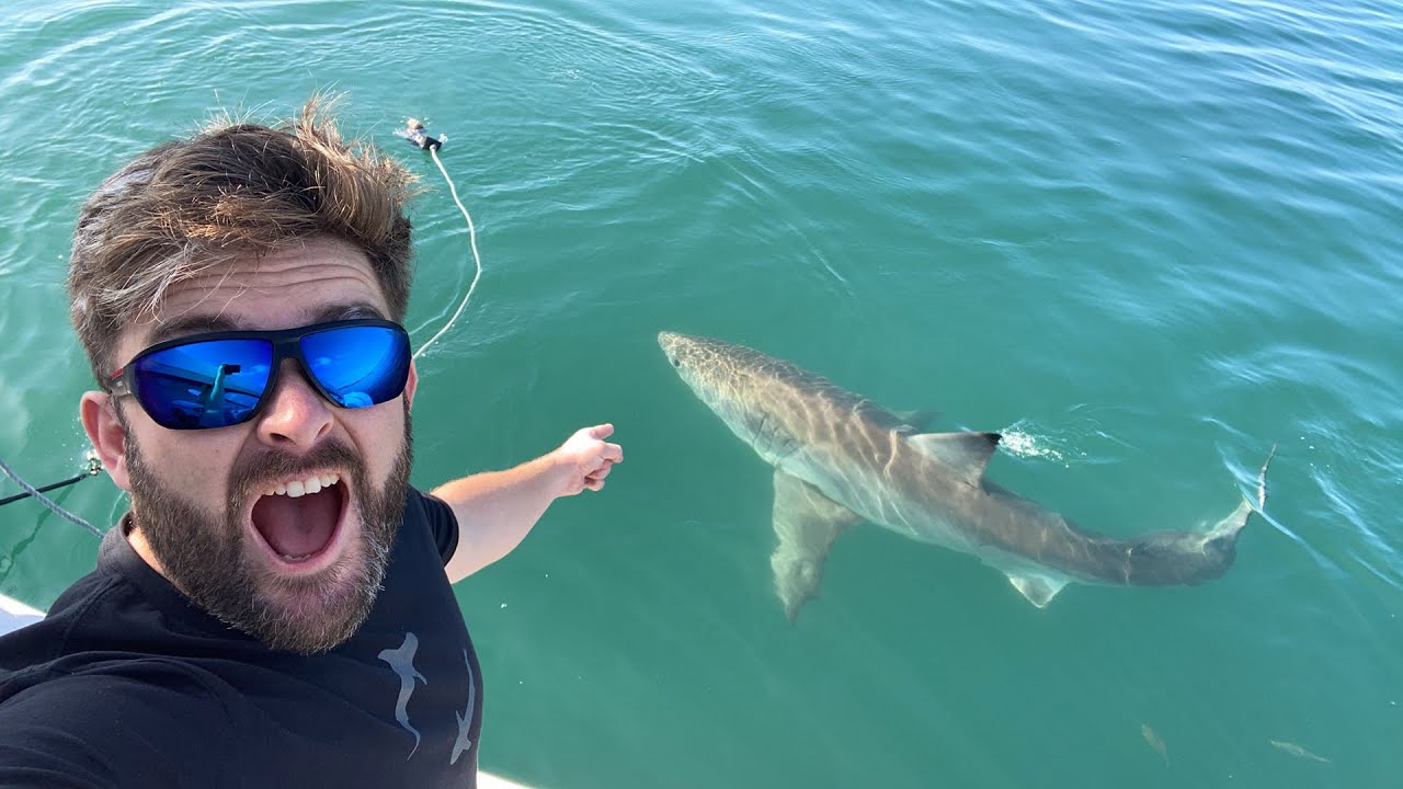 Great whites, YouTube rewards and Shark Week