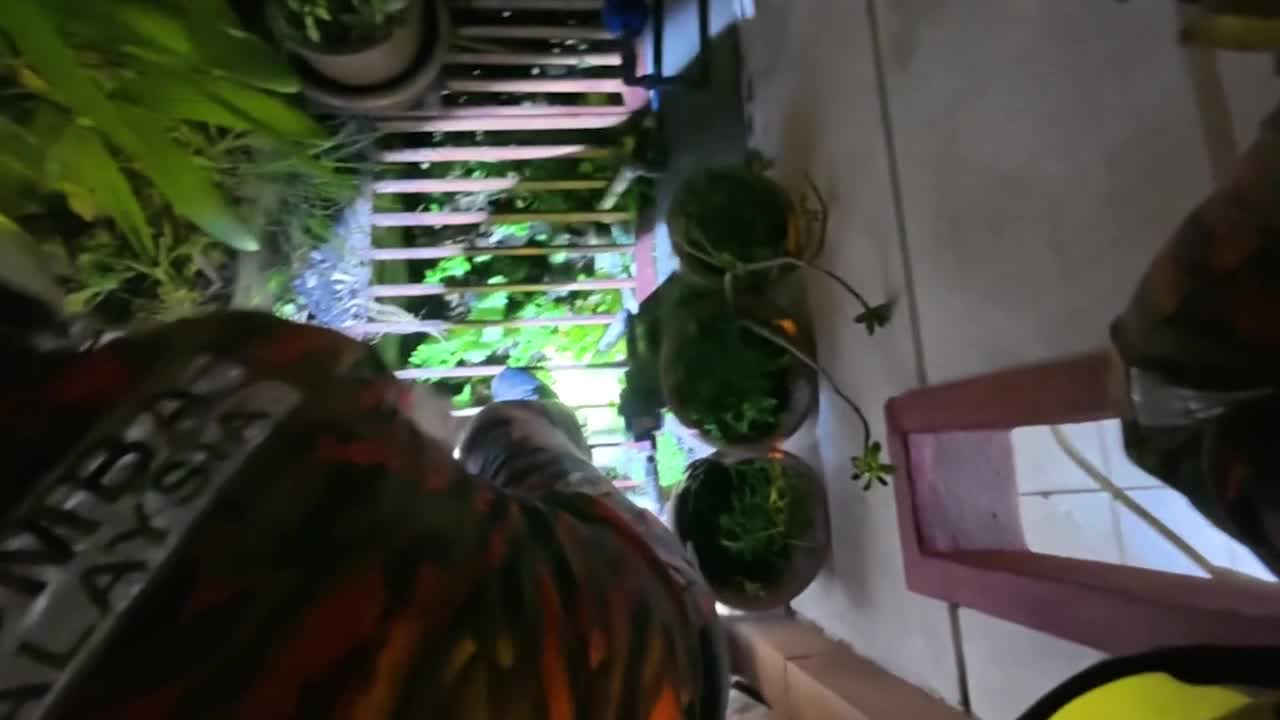 Baby python stuck in drain pipe rescued