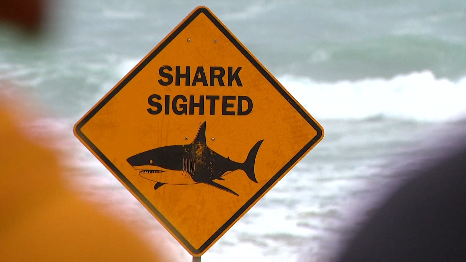 Musician and nipper identified as two victims of four NSW shark attacks in 48 hours