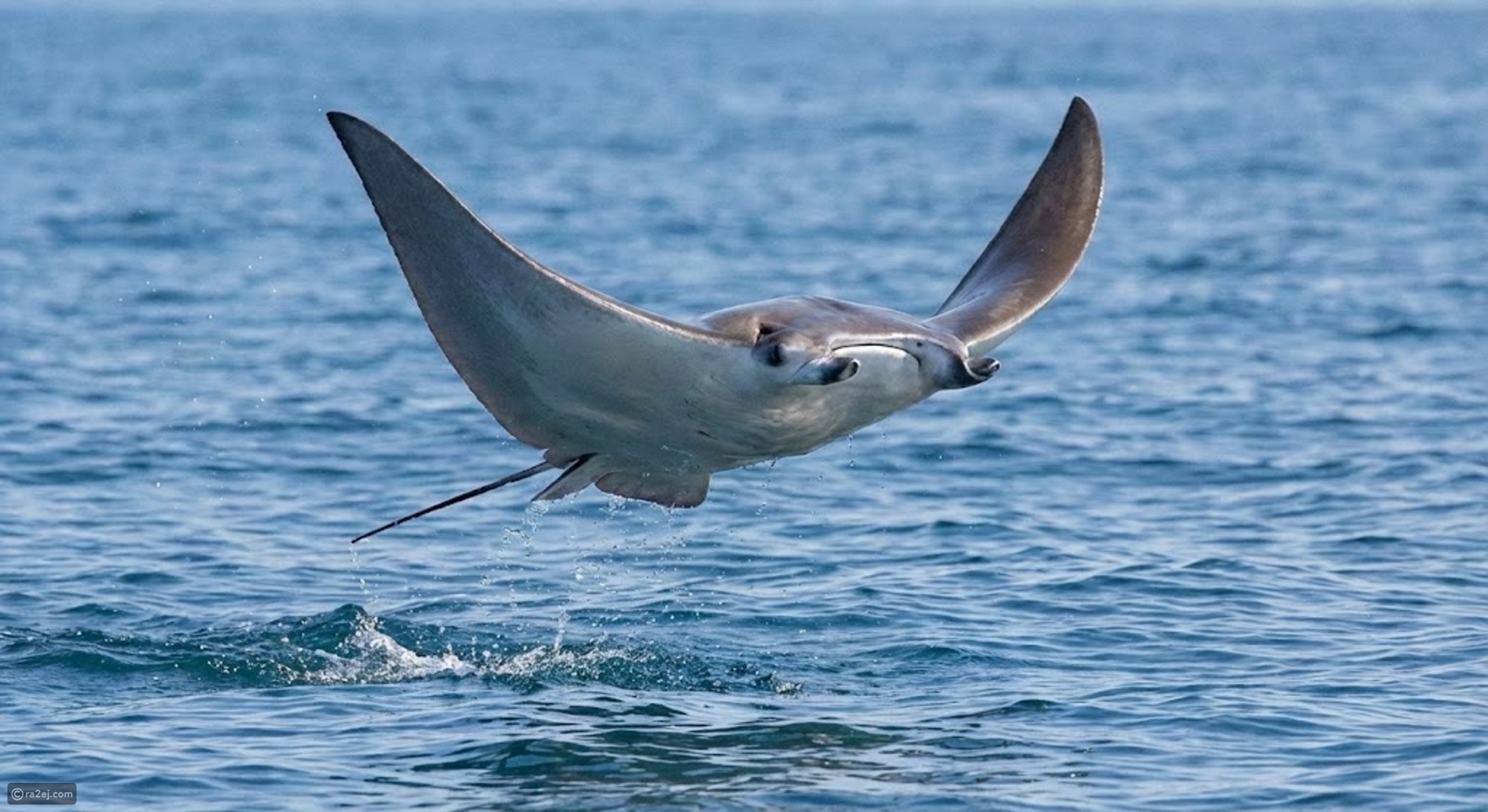 10 Surprising Animals That Can Fly You Probably Didn’t Know