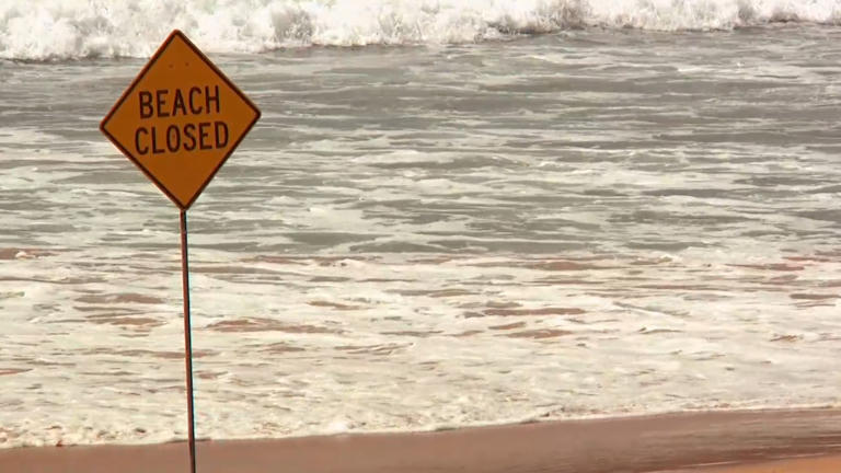Four attacks in 48 hours: Why the risk of a bull shark bite is so high ...