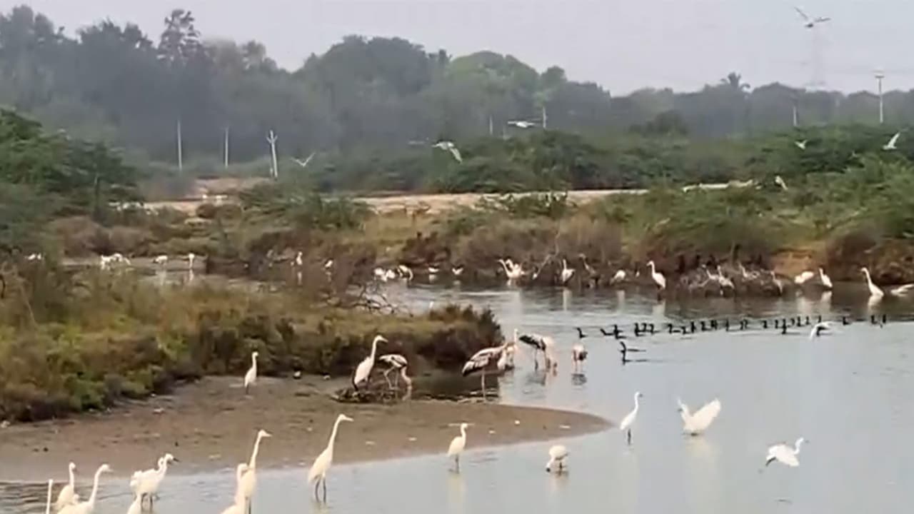 Heavy rains transform Thoothukudi salt pans into water bird haven