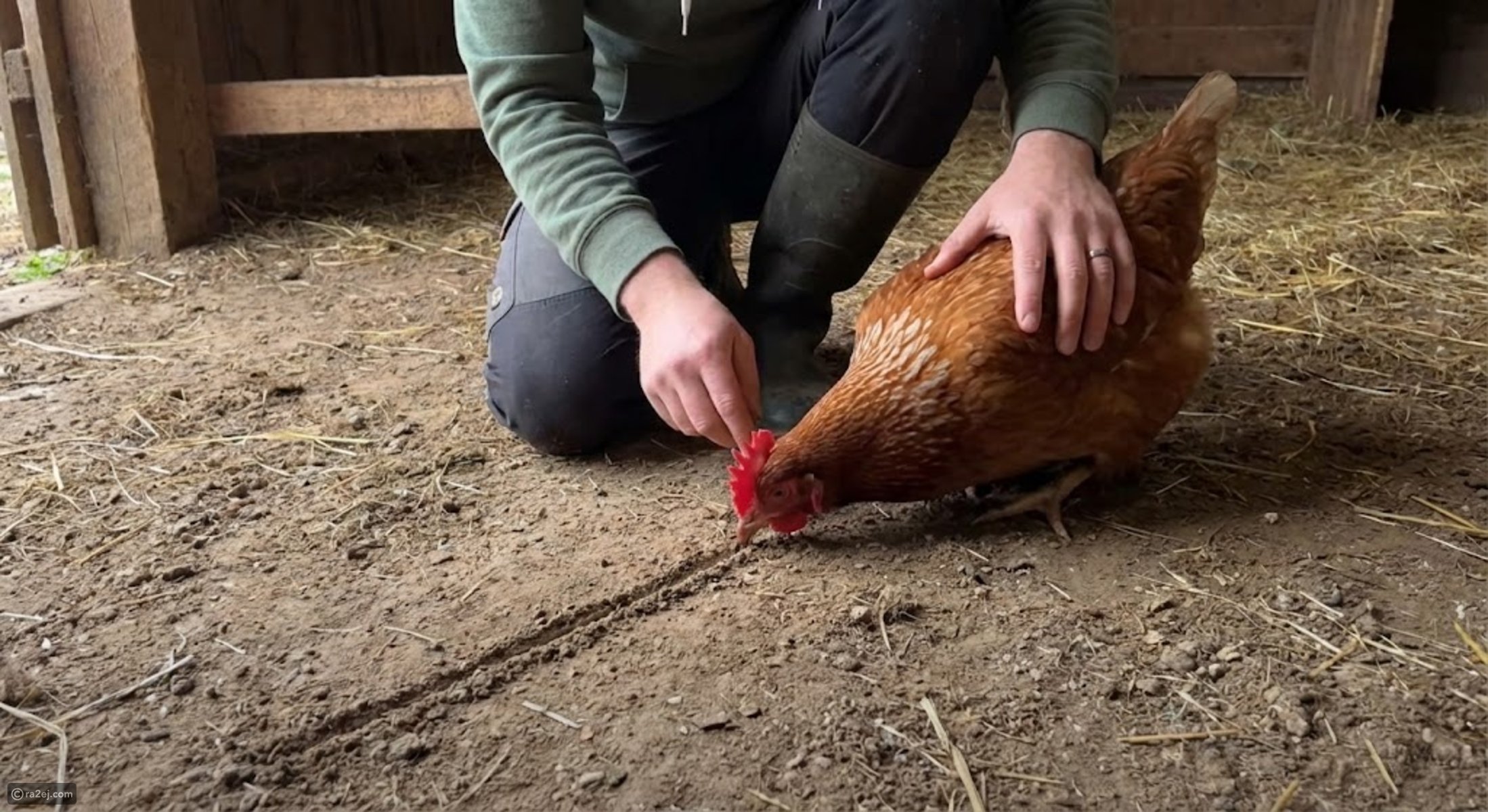 10 strange facts about chickens you’ve never heard before